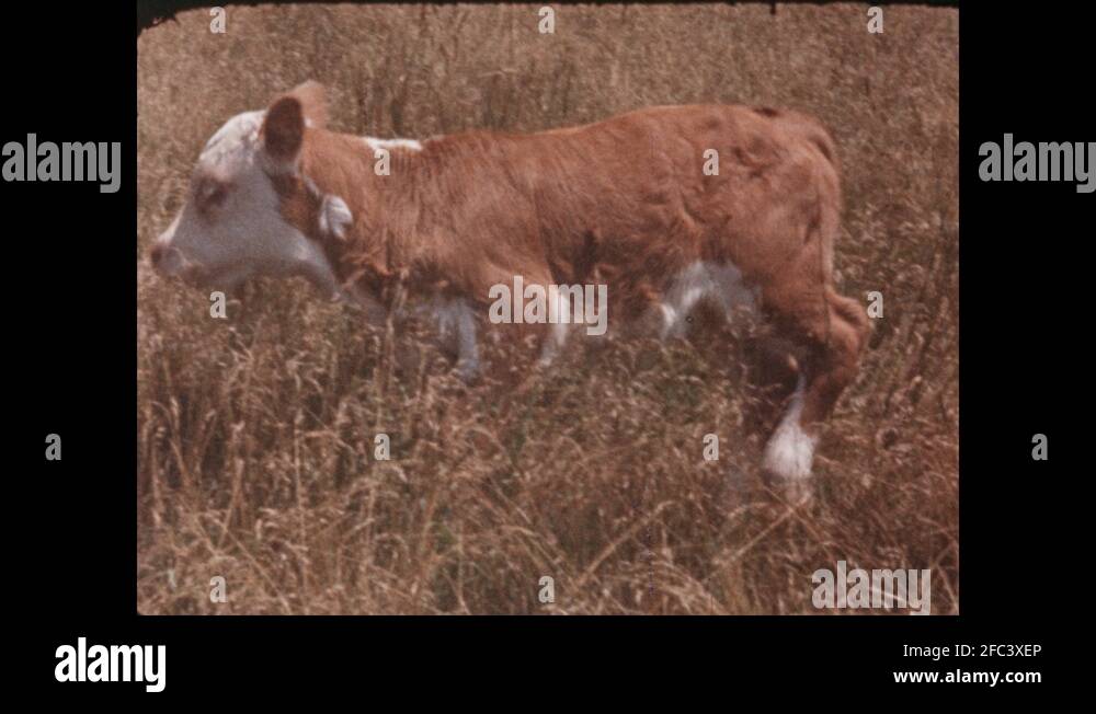 Calf in grass Stock Videos & Footage - HD and 4K Video Clips - Alamy
