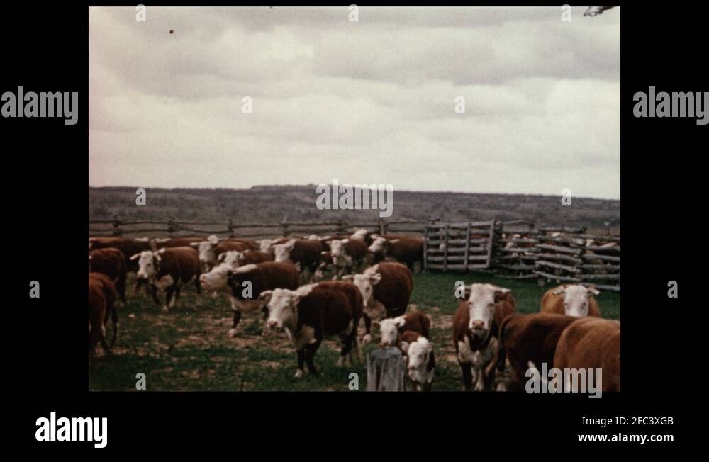 1950s: Cows in pen. Men herd cattle into pens Stock Video Footage - Alamy