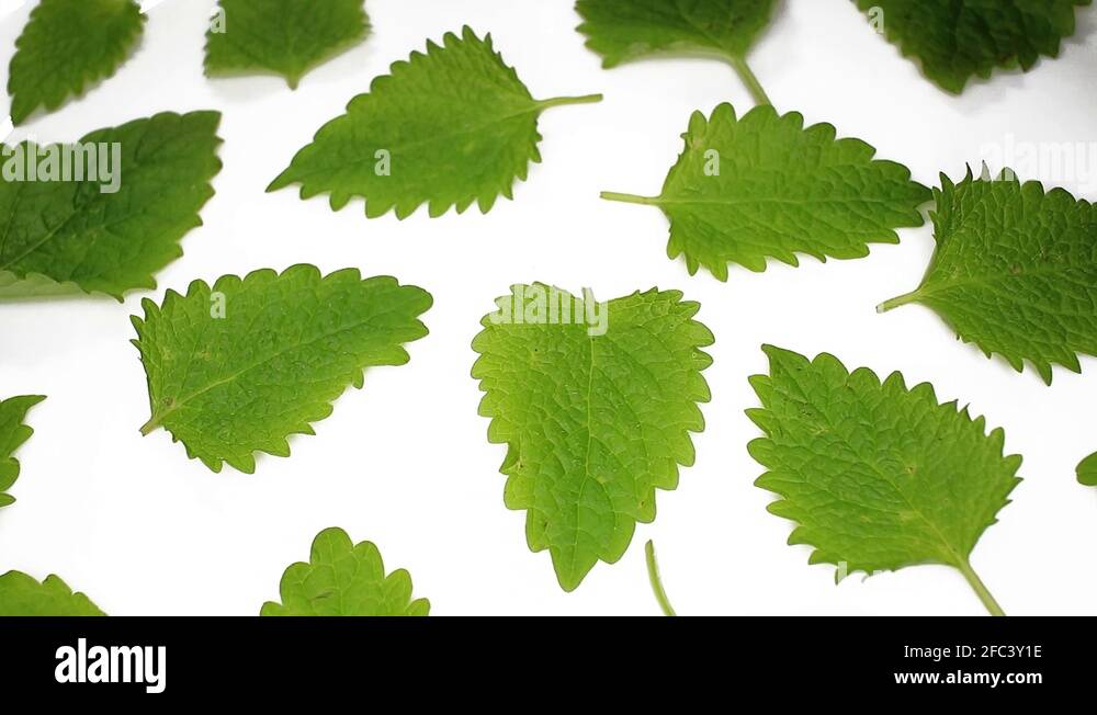 Mint leaf leaves closeup texture rotating video background Stock Video ...