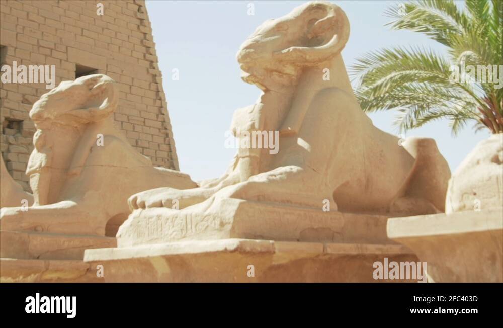 Egyptian goat Stock Videos & Footage - HD and 4K Video Clips - Alamy