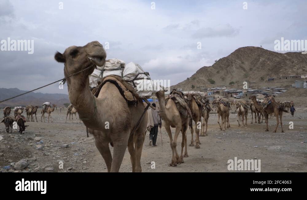 Ethiopian camel Stock Videos & Footage - HD and 4K Video Clips - Alamy