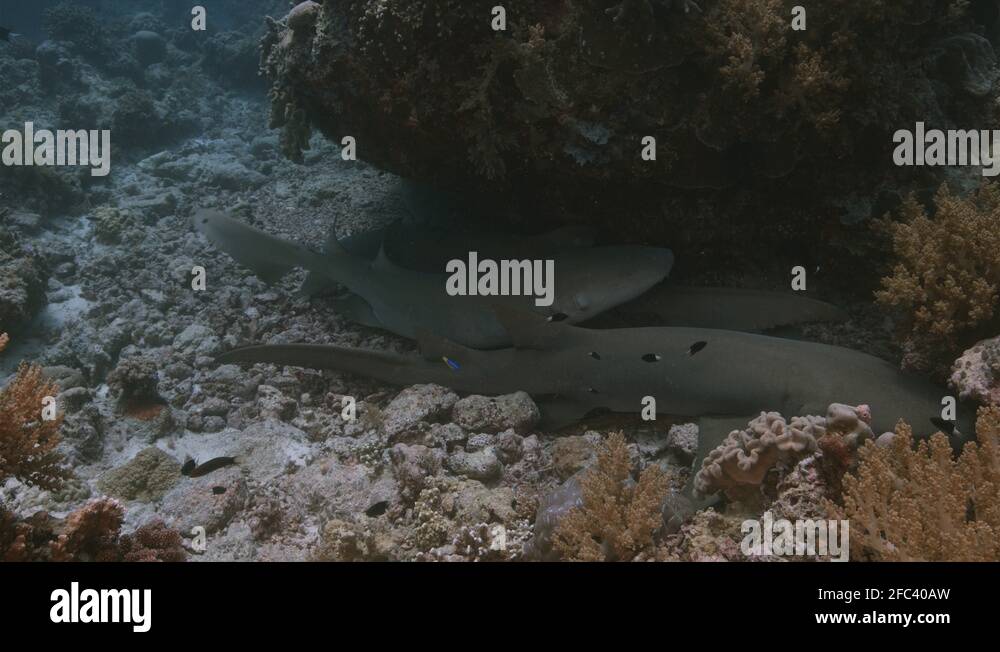 Nurse Sharks on a coral reef 4k Stock Video Footage - Alamy