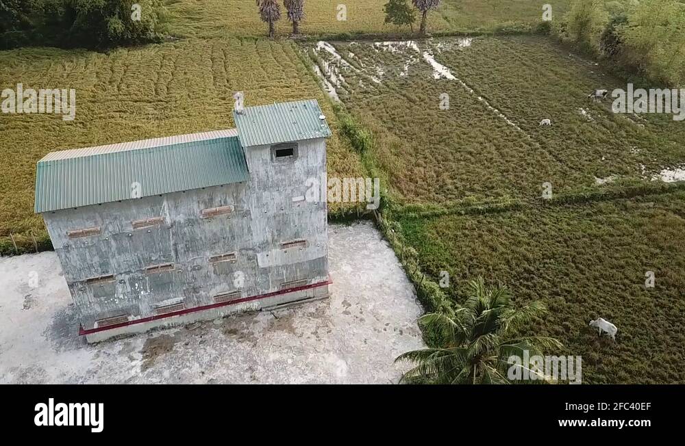 Swiftlet birds in Kampot, Cambodia, using housing to build their nests ...