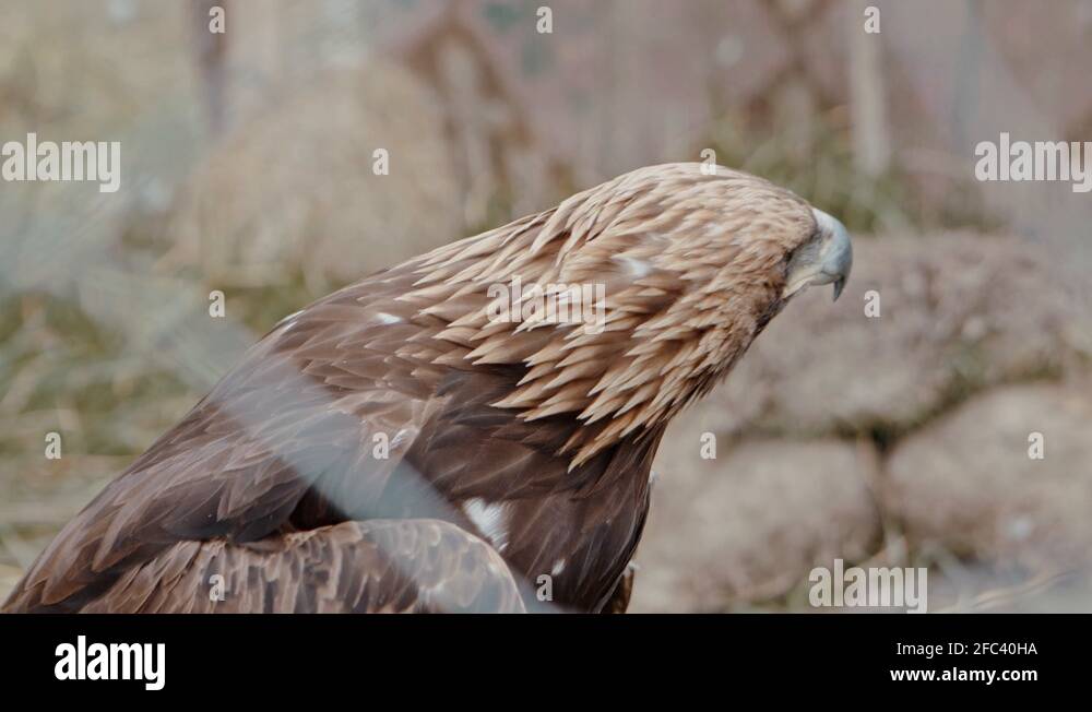 Mongolian Royal Eagle looking around, tied down in a makeshift cage, in ...