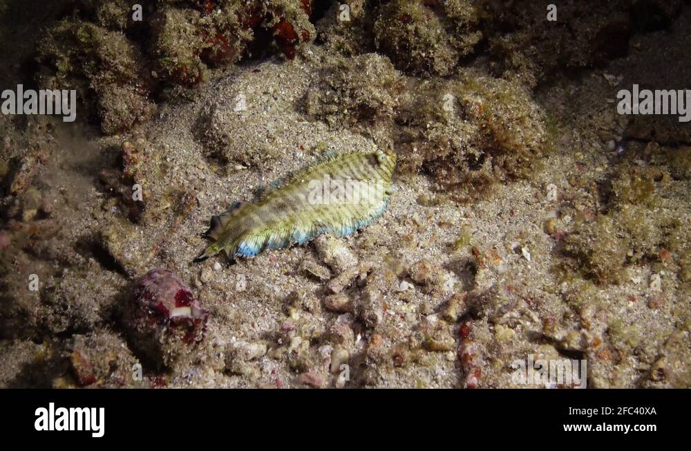 Spotted sole Stock Videos & Footage - HD and 4K Video Clips - Alamy