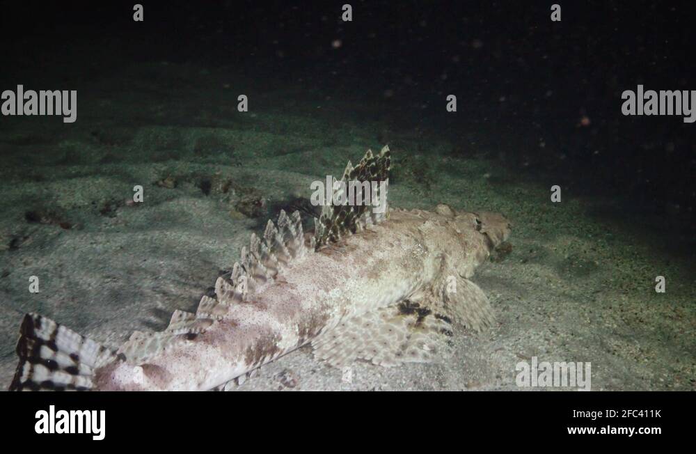 Fish of the Red Sea. Lying on the bottom Carpet flathead ...