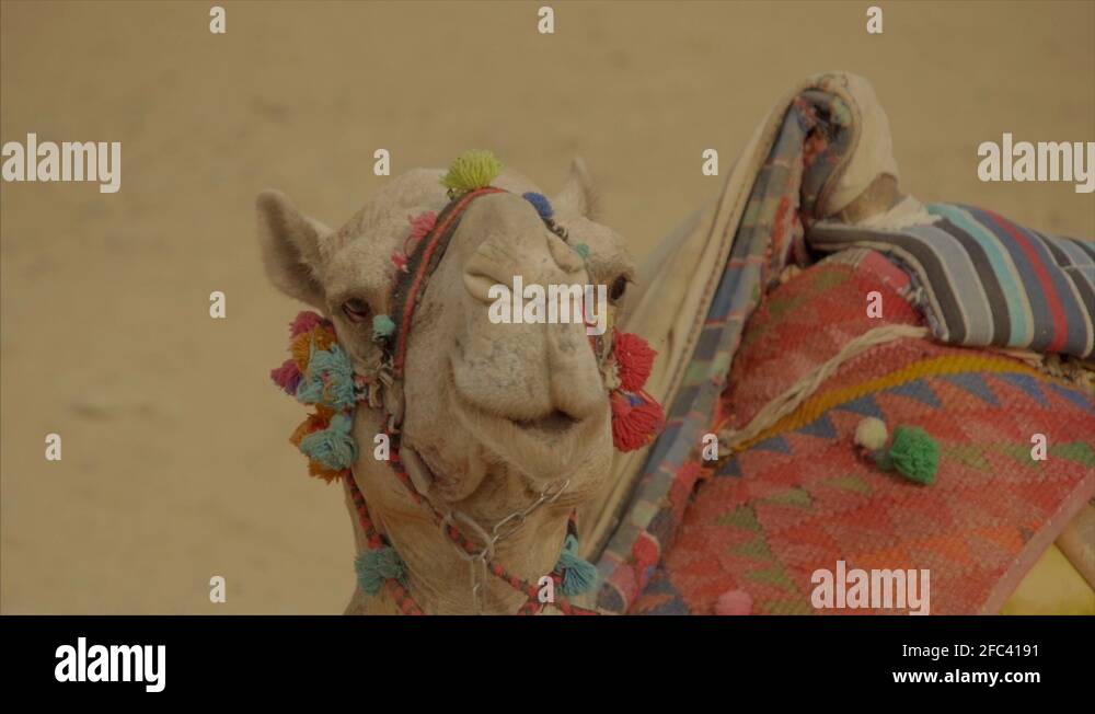 Camel at the Ancient Egyptian Giza pyramid complex Stock Video Footage ...