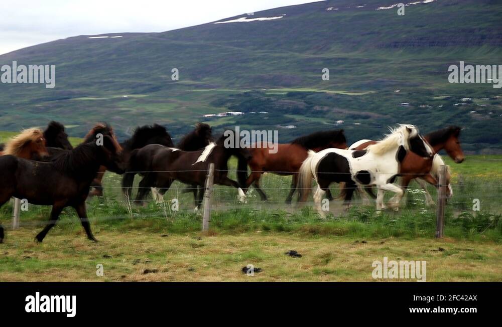 Viking horses Stock Videos & Footage - HD and 4K Video Clips - Alamy