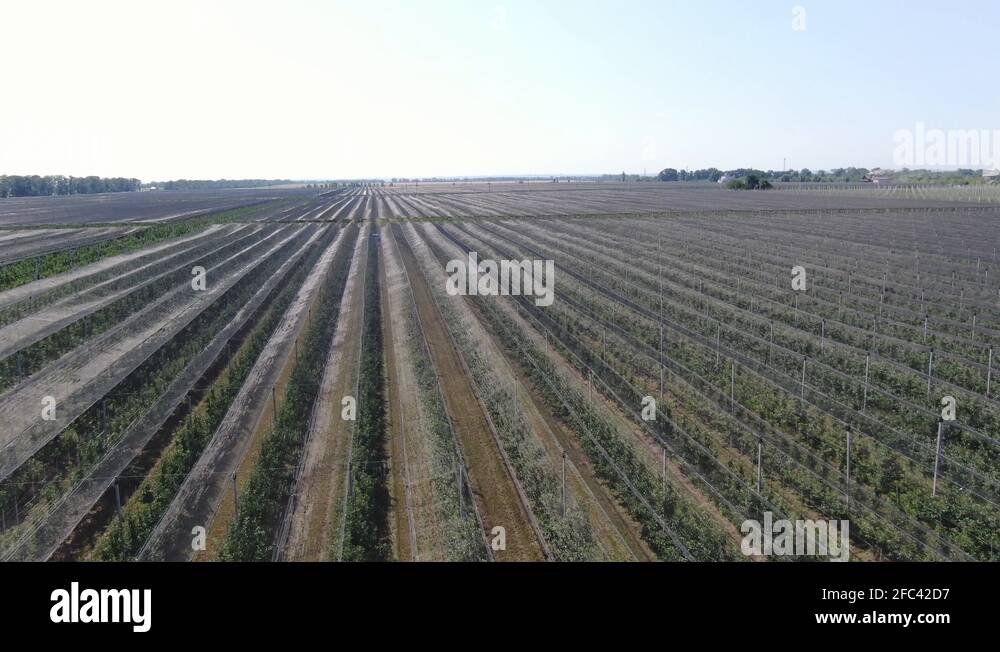 Modern orchard Stock Videos & Footage - HD and 4K Video Clips - Alamy