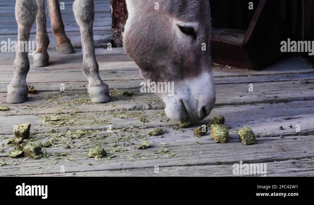 Friendly donkey Stock Videos & Footage - HD and 4K Video Clips - Alamy