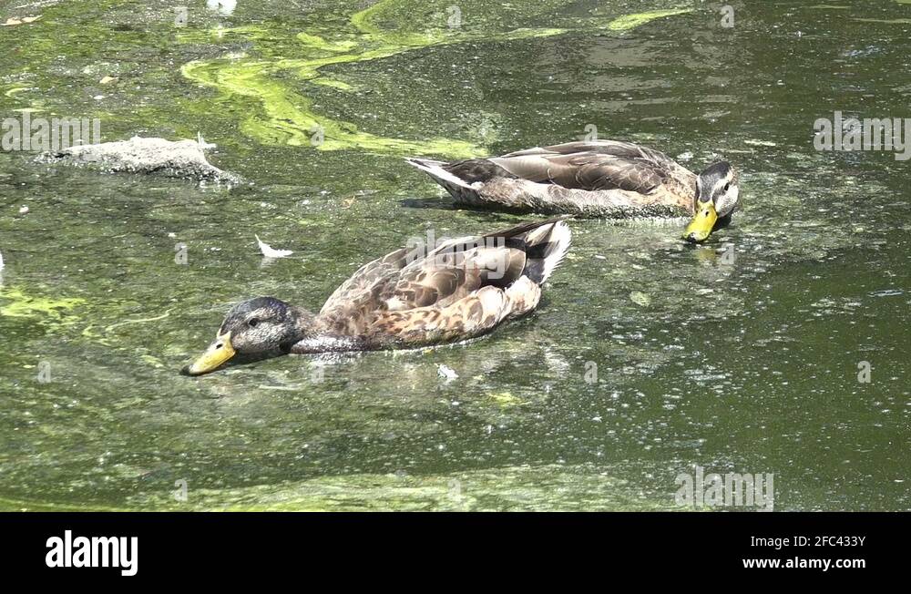 Swimming with sewage Stock Videos & Footage - HD and 4K Video Clips - Alamy