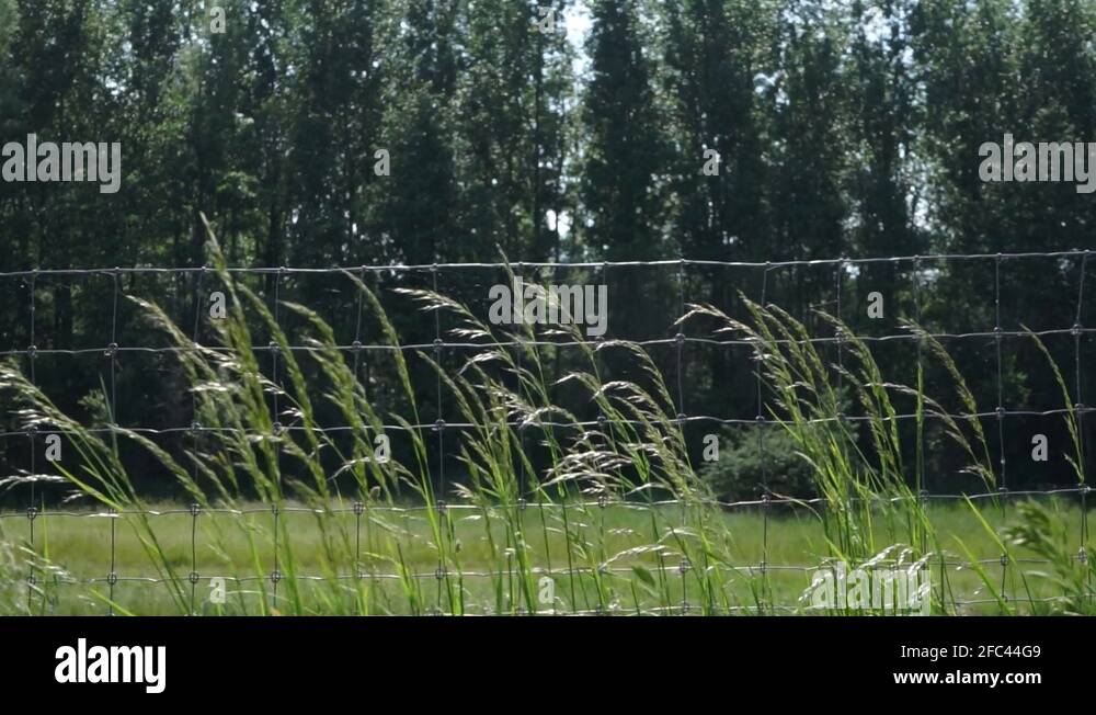 Horizontal long grass Stock Videos & Footage - HD and 4K Video Clips ...