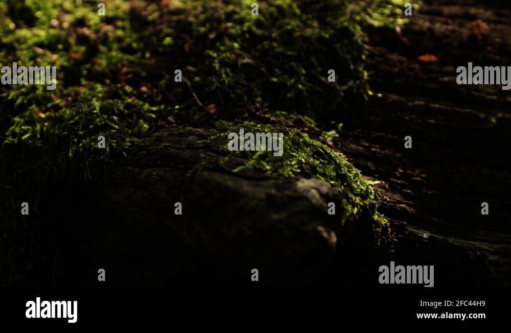 Grass background grew on a log Stock Video Footage - Alamy