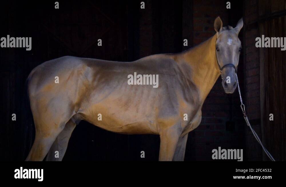 Beautiful stallion Stock Videos & Footage - HD and 4K Video Clips - Alamy