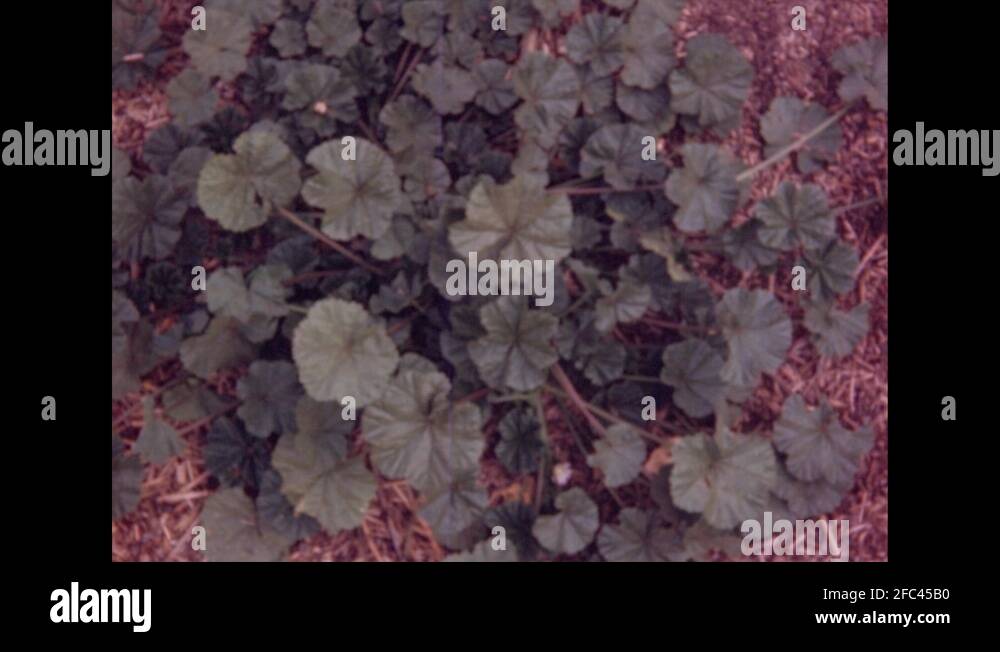 Weed with root Stock Videos & Footage - HD and 4K Video Clips - Alamy