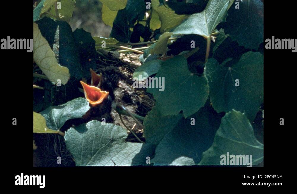 Baby bird begging Stock Videos & Footage - HD and 4K Video Clips - Alamy