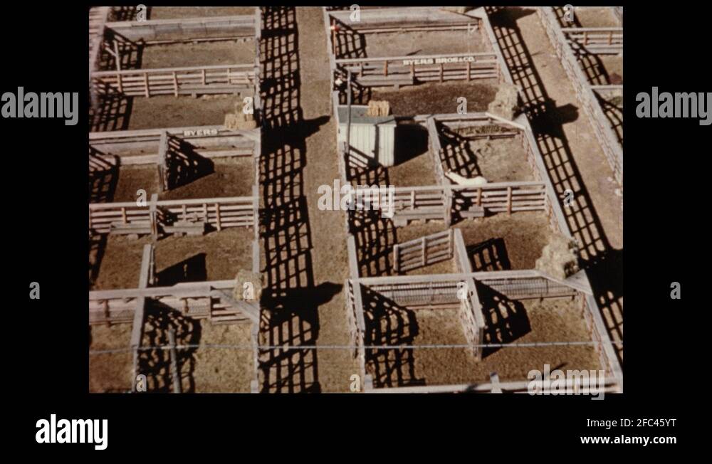 1950s: Empty cattle pens. Horse in pen. Men herd cattle into pens Stock ...