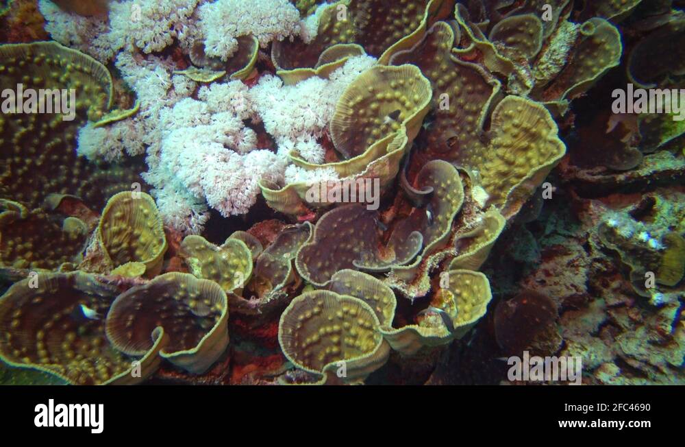 Coral reef, different types of coral and tropical fish. Nature of the ...