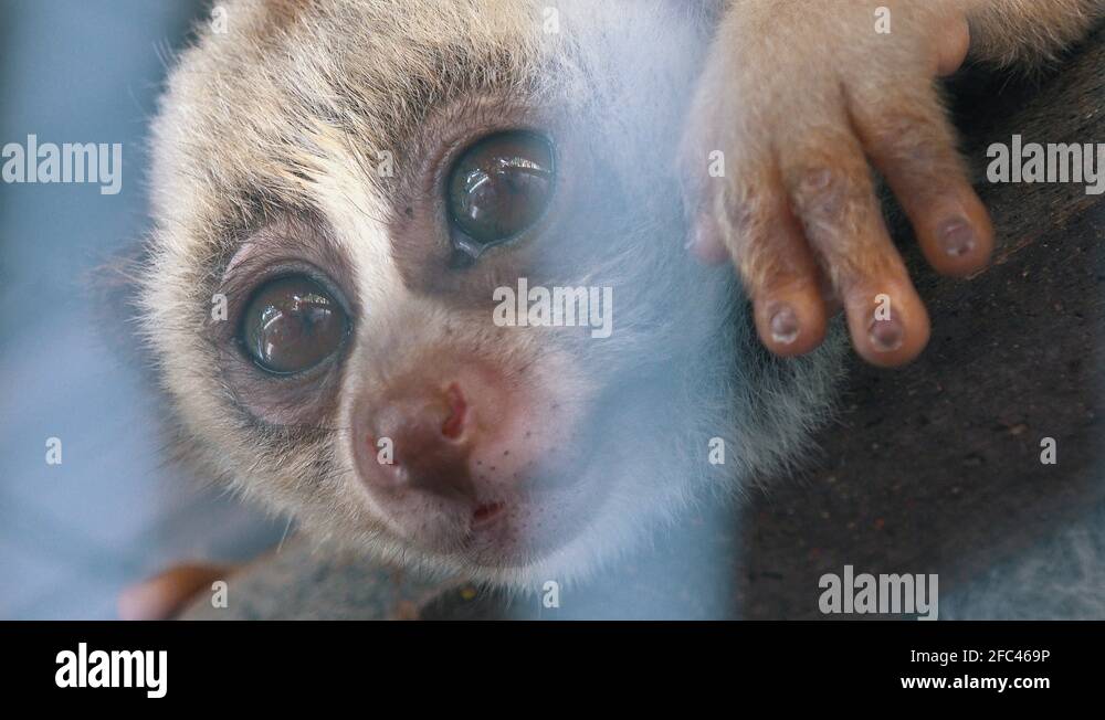 Loris in cage Stock Videos & Footage - HD and 4K Video Clips - Alamy