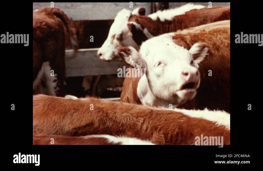 Moo cows Stock Videos & Footage - HD and 4K Video Clips - Alamy