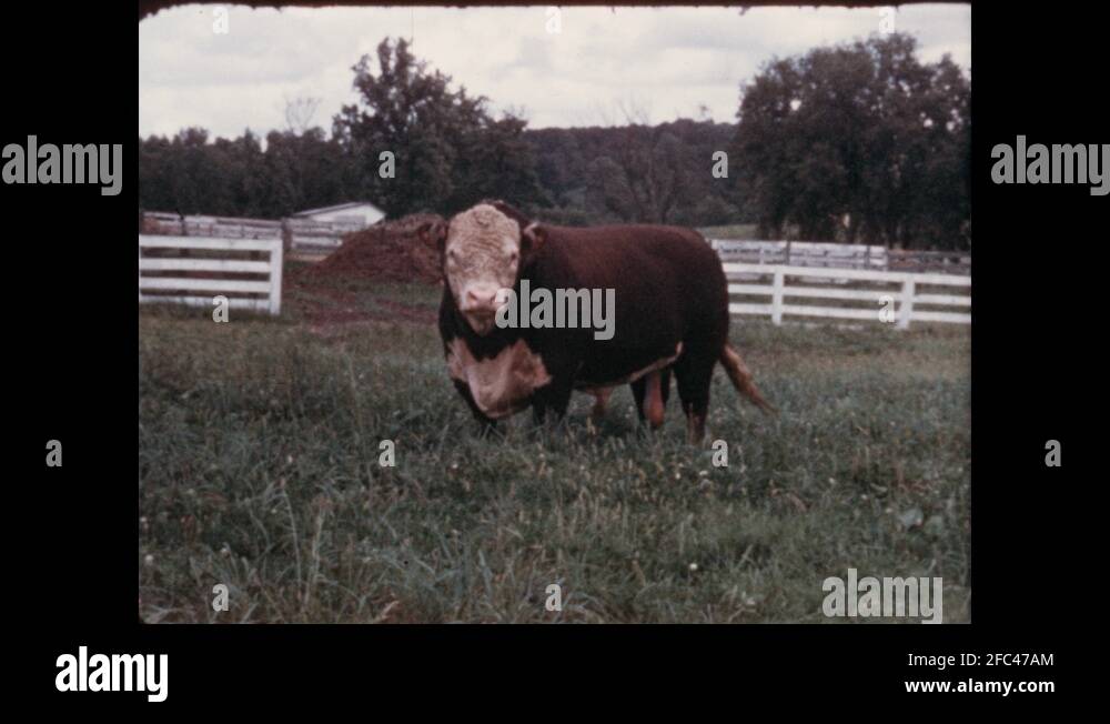 Sire beach Stock Videos & Footage - HD and 4K Video Clips - Alamy