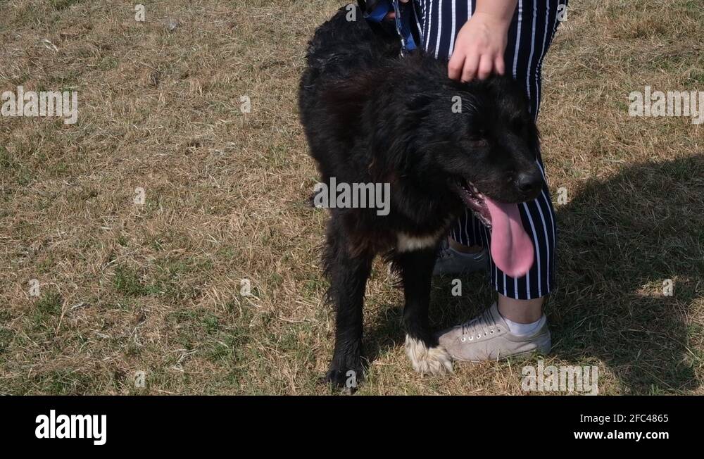 Dog show pose Stock Videos & Footage - HD and 4K Video Clips - Alamy