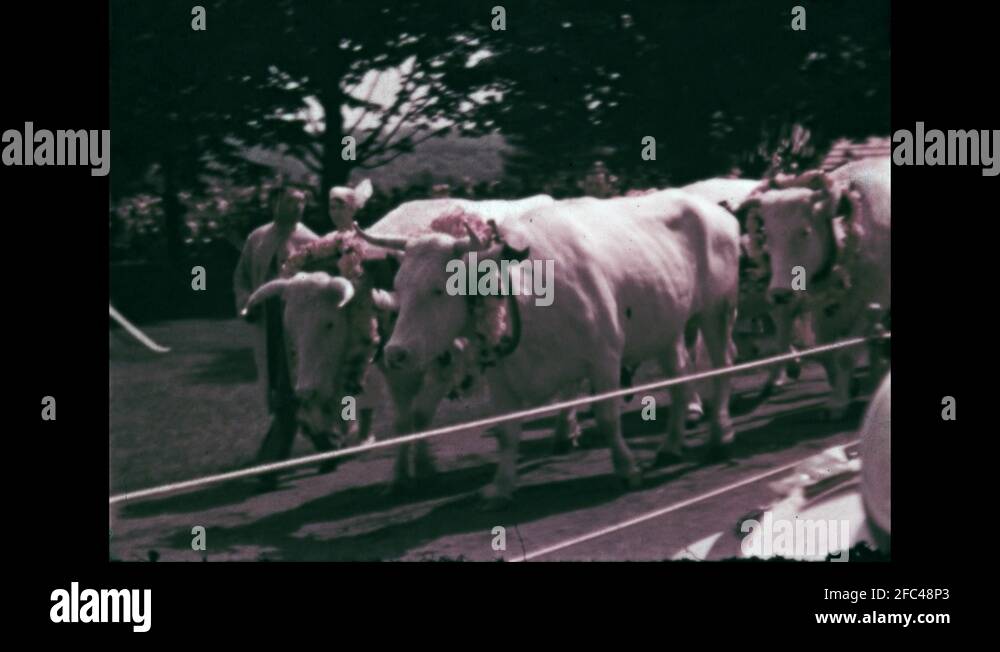 Tow cows Stock Videos & Footage - HD and 4K Video Clips - Alamy