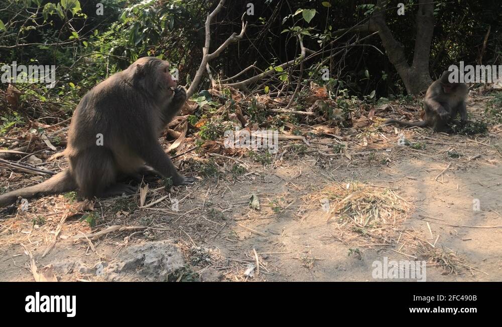 Native macaque Stock Videos & Footage - HD and 4K Video Clips - Alamy