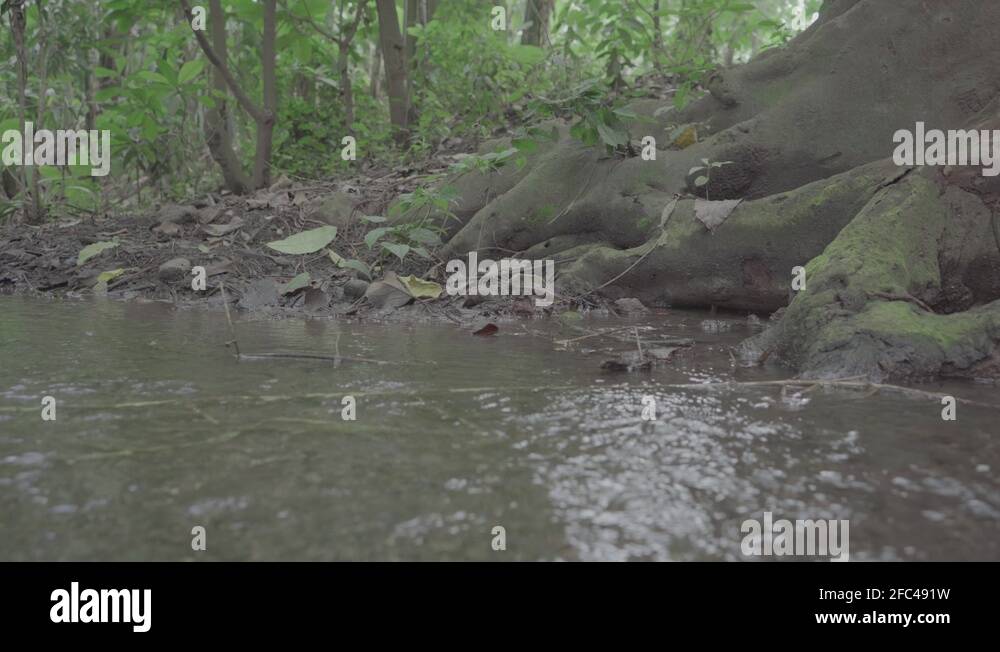 Spring under the tree Stock Videos & Footage - HD and 4K Video Clips ...