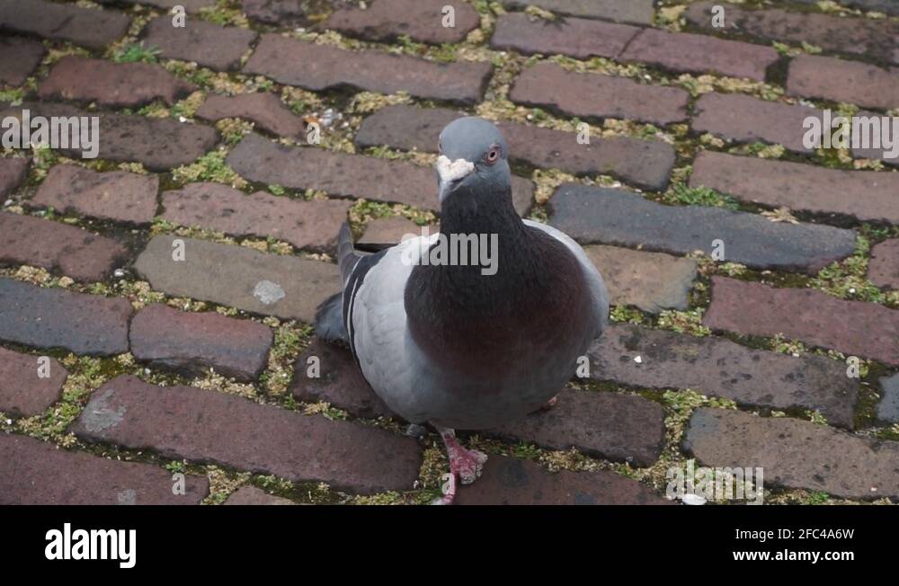 Poor pigeon Stock Videos & Footage - HD and 4K Video Clips - Alamy