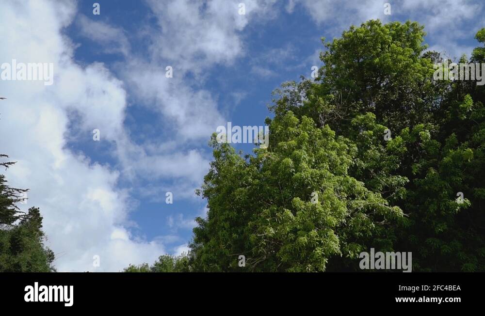 Right dolly Stock Videos & Footage - HD and 4K Video Clips - Alamy