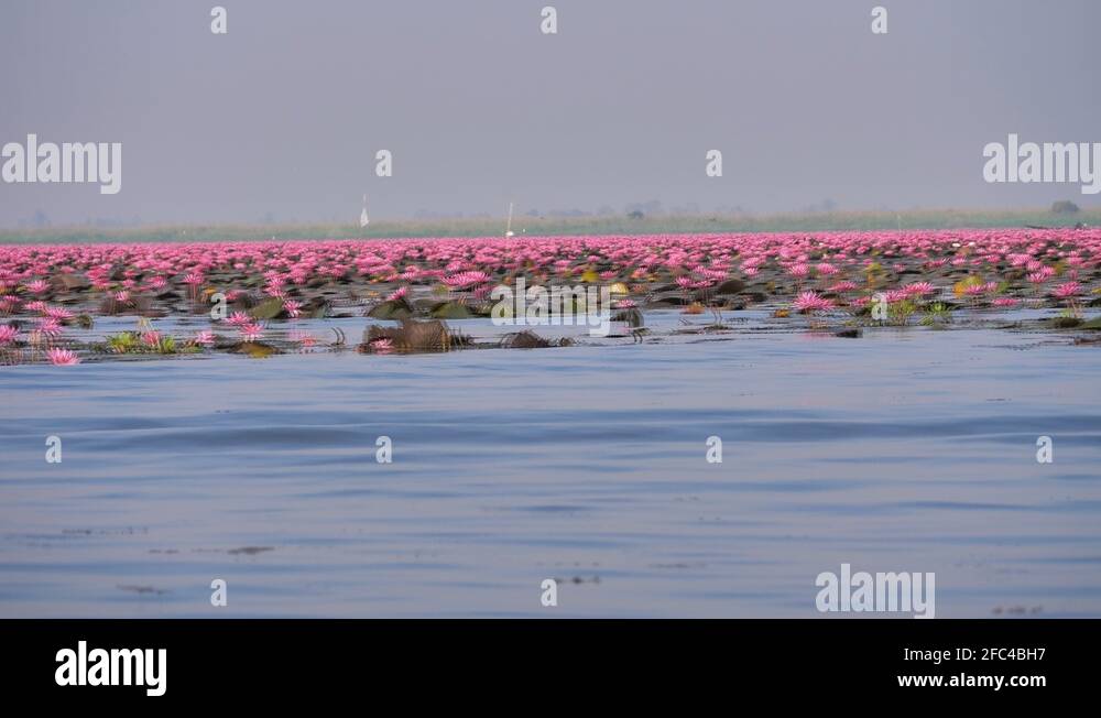 Water lilly pattern Stock Videos & Footage - HD and 4K Video Clips - Alamy