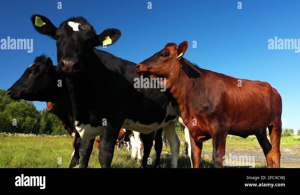Failed attempt of mating, as a bull climbing on a cows back Stock Video ...
