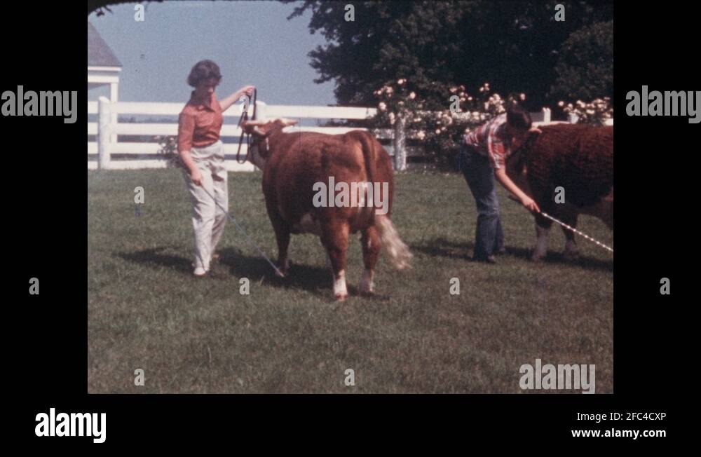 Show cows Stock Videos & Footage - HD and 4K Video Clips - Alamy