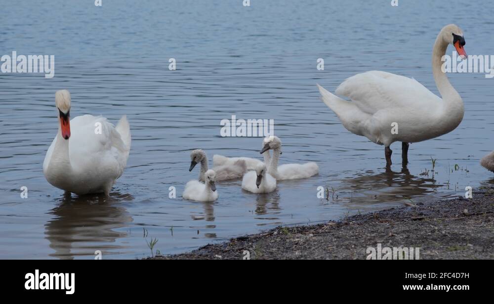 Swan swim Stock Videos & Footage - HD and 4K Video Clips - Alamy