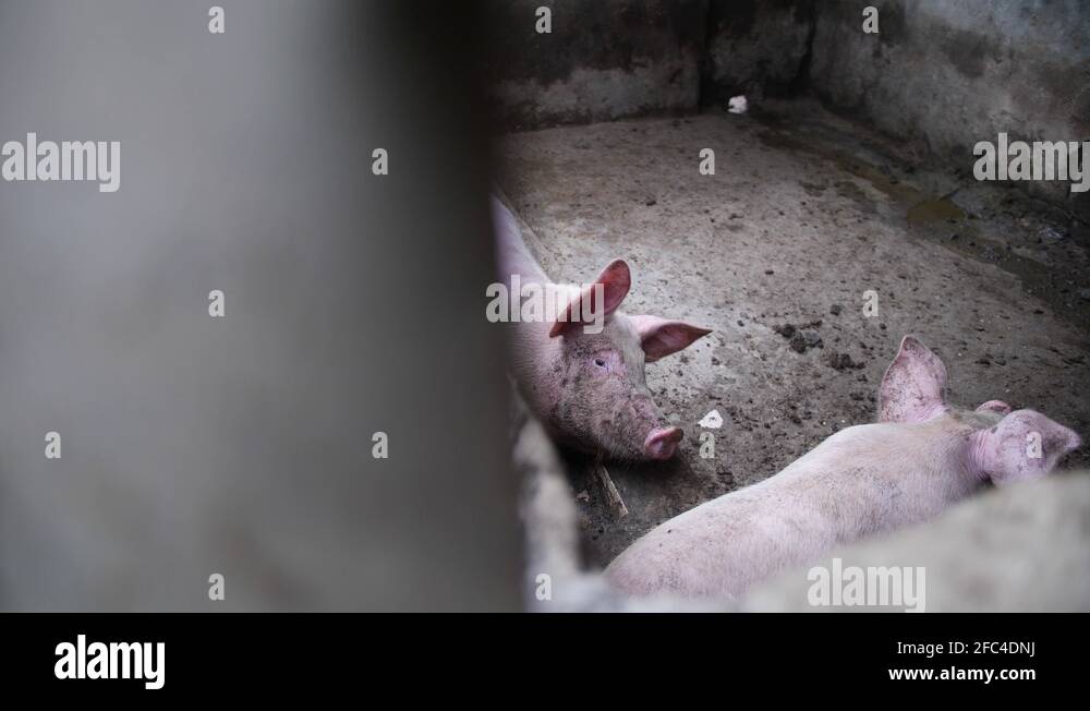 Two young pigs lying down peacefully and quietly in their pig pen. Bali ...