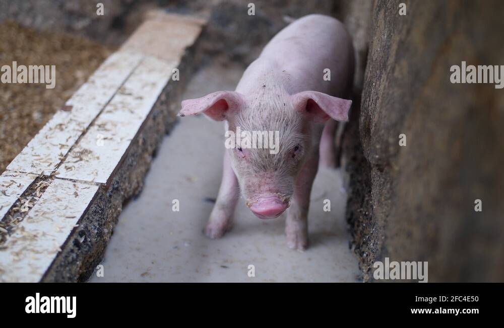 Piglet in mud isolated Stock Videos & Footage - HD and 4K Video Clips ...