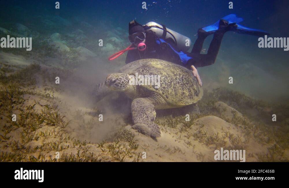 A diver observes how an animal eats algae. Hawksbill sea turtle ...