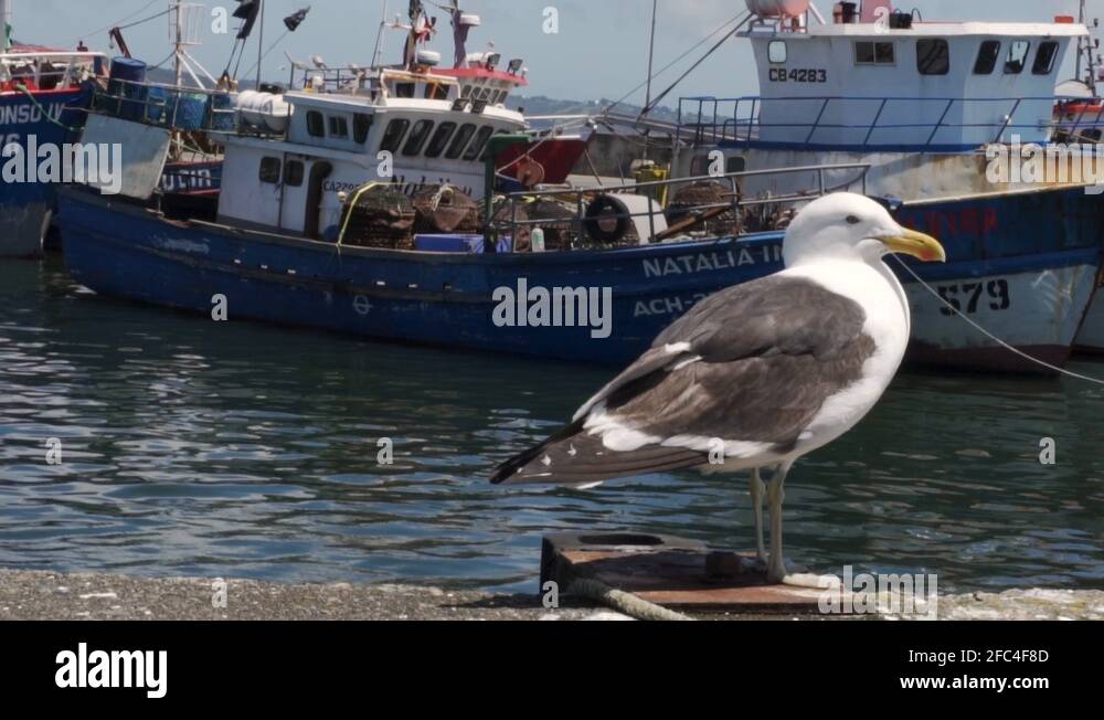 Port barge Stock Videos & Footage - HD and 4K Video Clips - Alamy