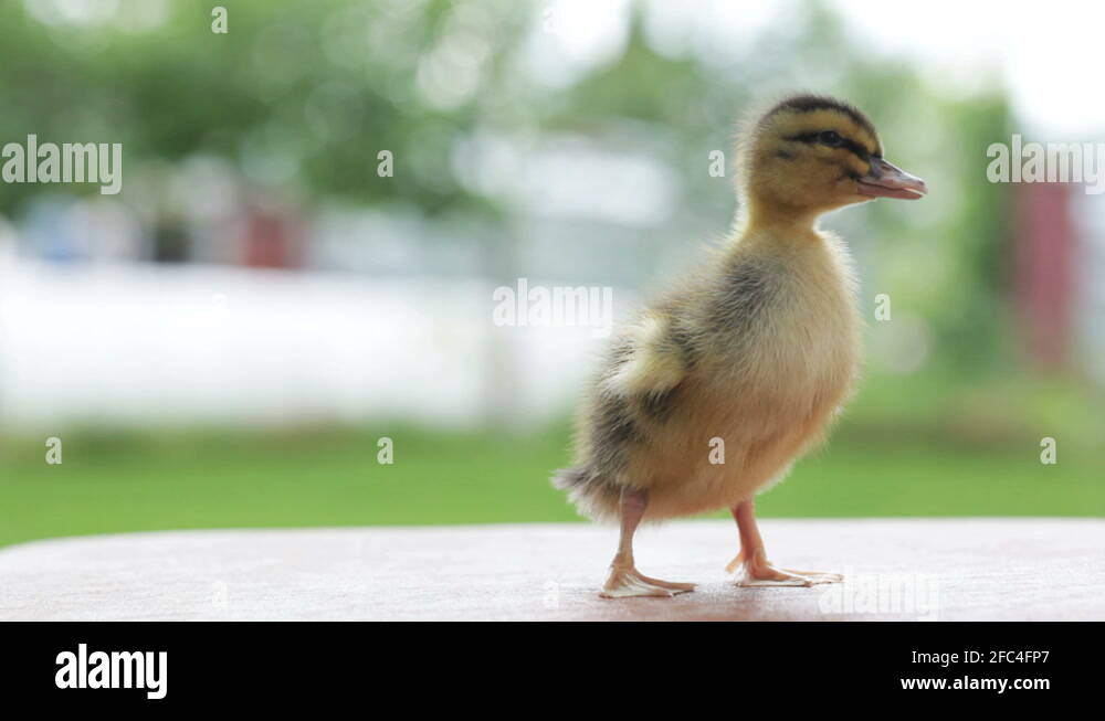 Little flapper Stock Videos & Footage - HD and 4K Video Clips - Alamy