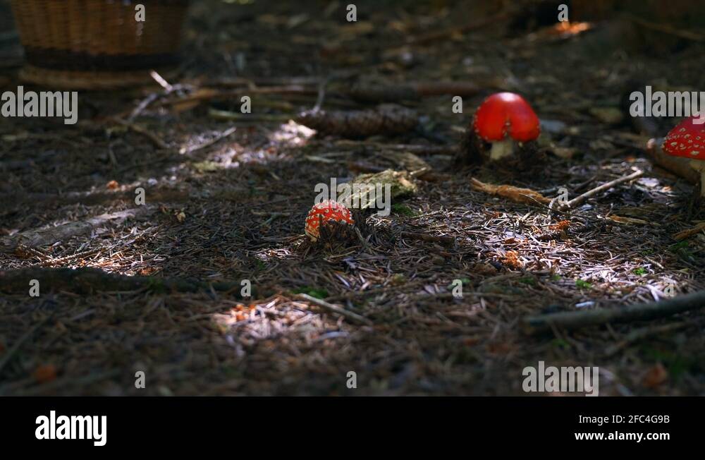 Red toadstools Stock Videos & Footage - HD and 4K Video Clips - Alamy