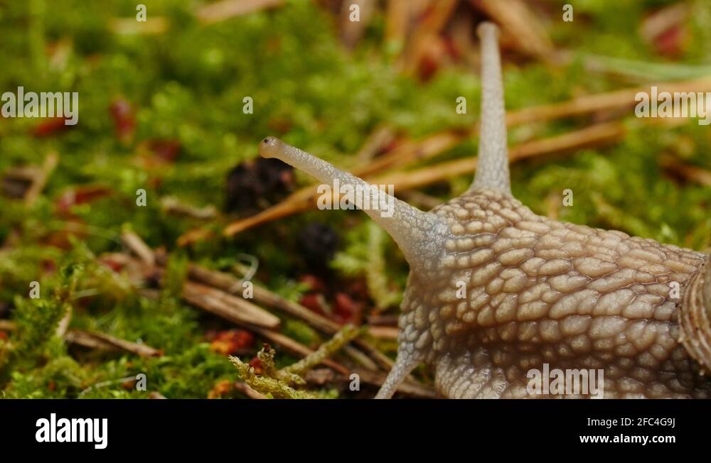 Roman snail escargot escargot snail Stock Videos & Footage - HD and 4K ...