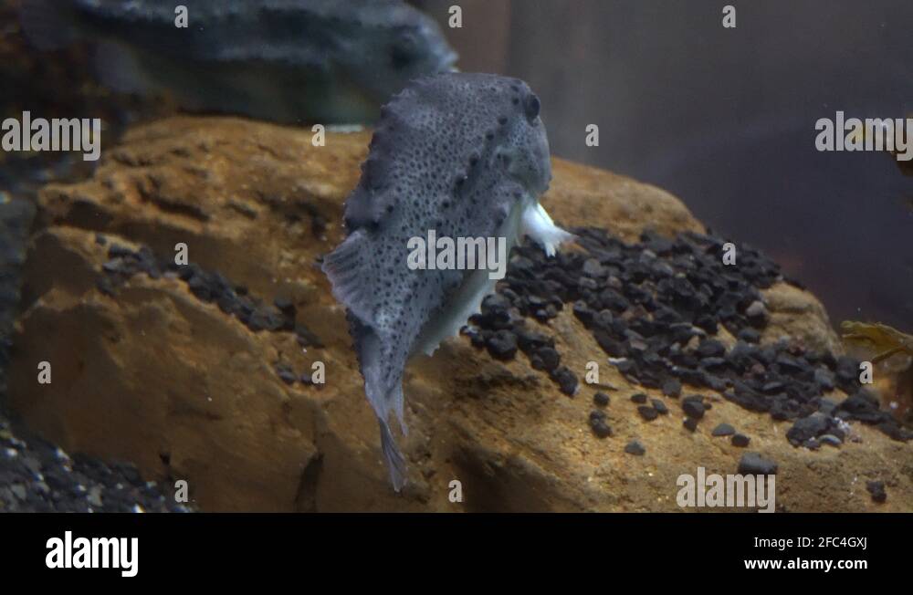 Lumpsucker fish Stock Videos & Footage - HD and 4K Video Clips - Alamy