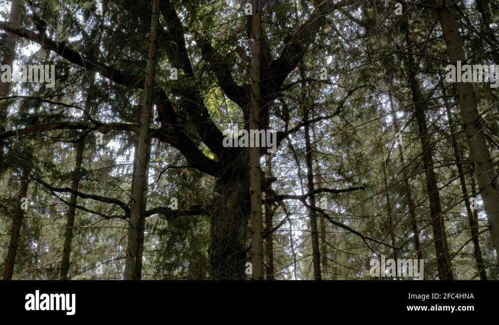 Huge forest big tree europe Stock Videos & Footage - HD and 4K Video ...