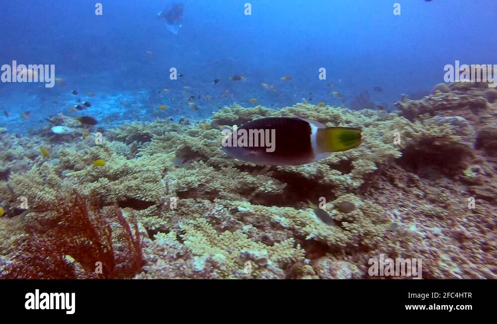 Maori wrasse fish Stock Videos & Footage - HD and 4K Video Clips - Alamy