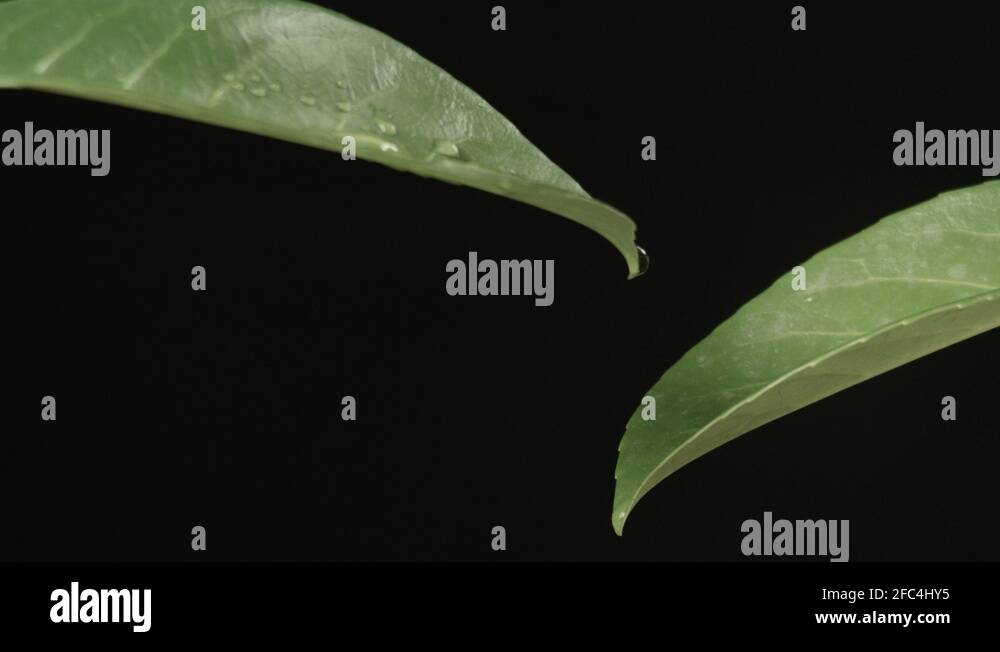 3 rain drops Stock Videos & Footage - HD and 4K Video Clips - Alamy