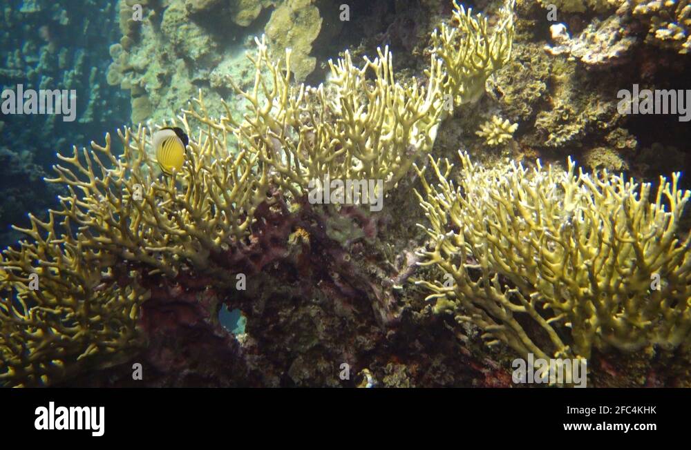 Coral reef, different types of coral and tropical fish. Nature of the ...