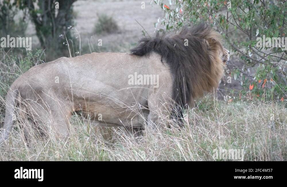 close side view of a drooling male lion at masai mara- 4K 60p Stock ...