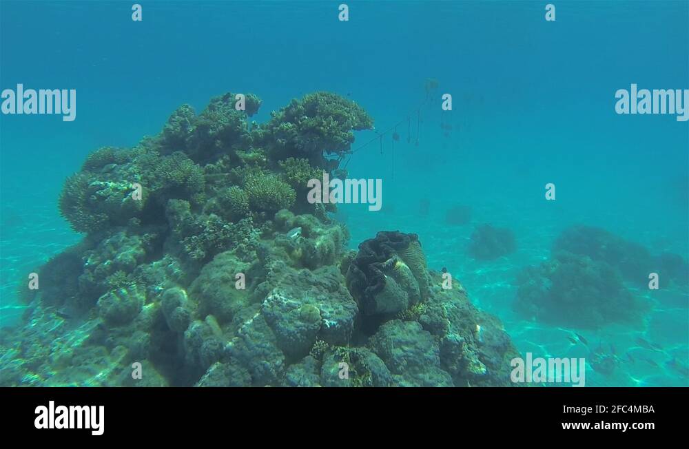 Giant clam farm Stock Videos & Footage - HD and 4K Video Clips - Alamy