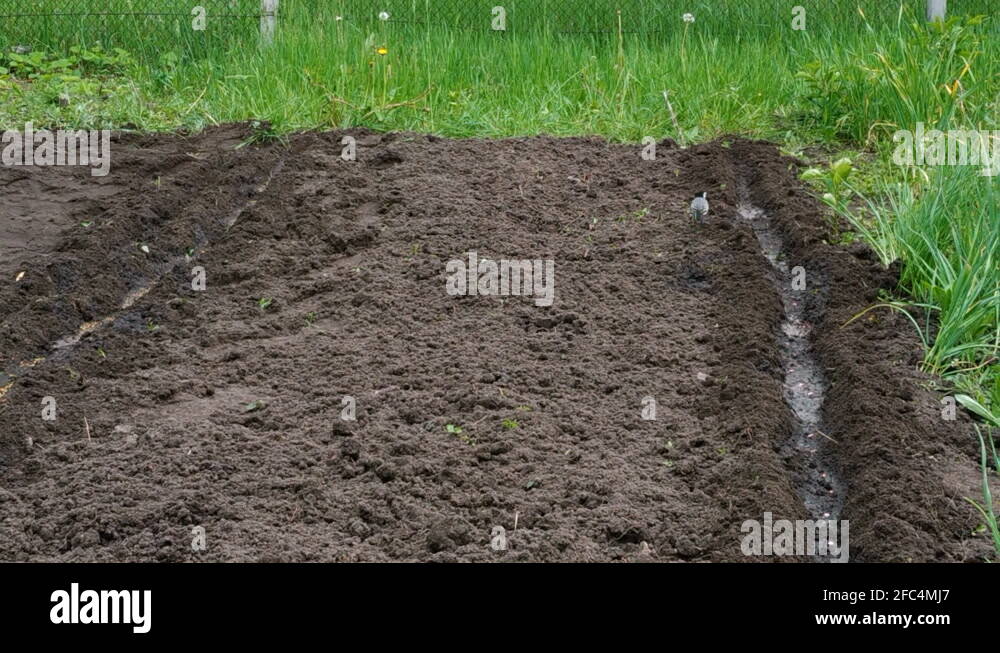 Catching prey splash Stock Videos & Footage - HD and 4K Video Clips - Alamy